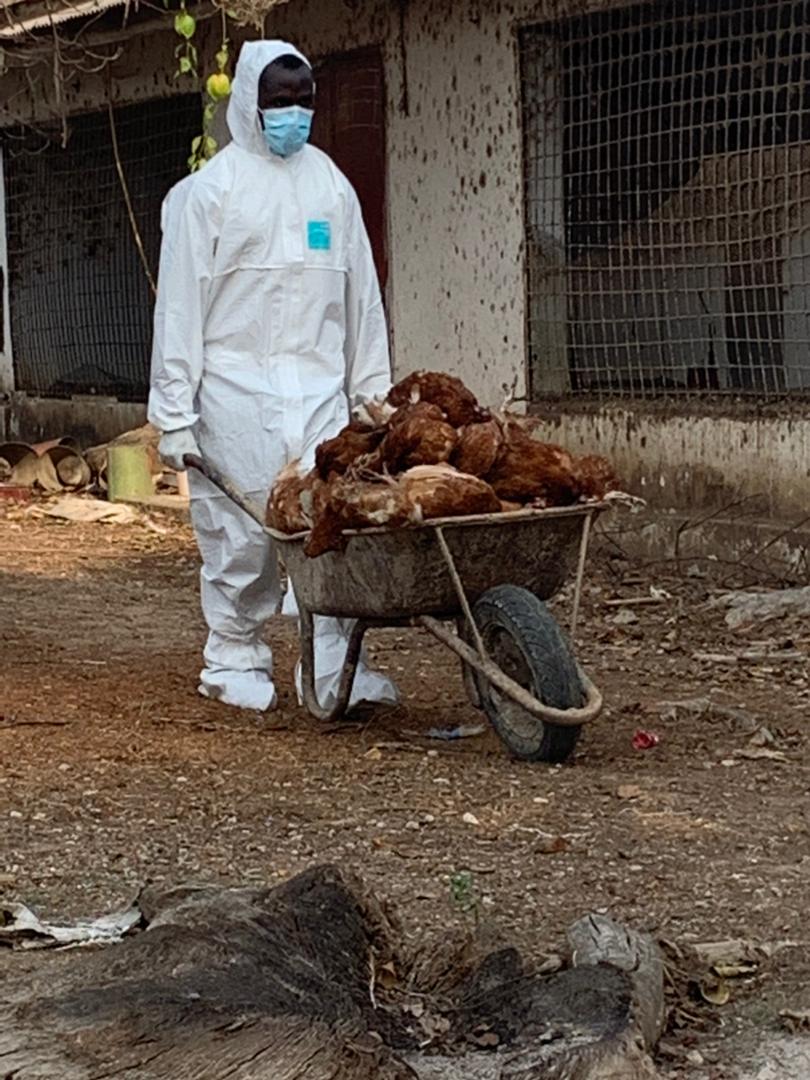 Elevage : comment les aviculteurs de Coyah et Forécariah font face à la ...